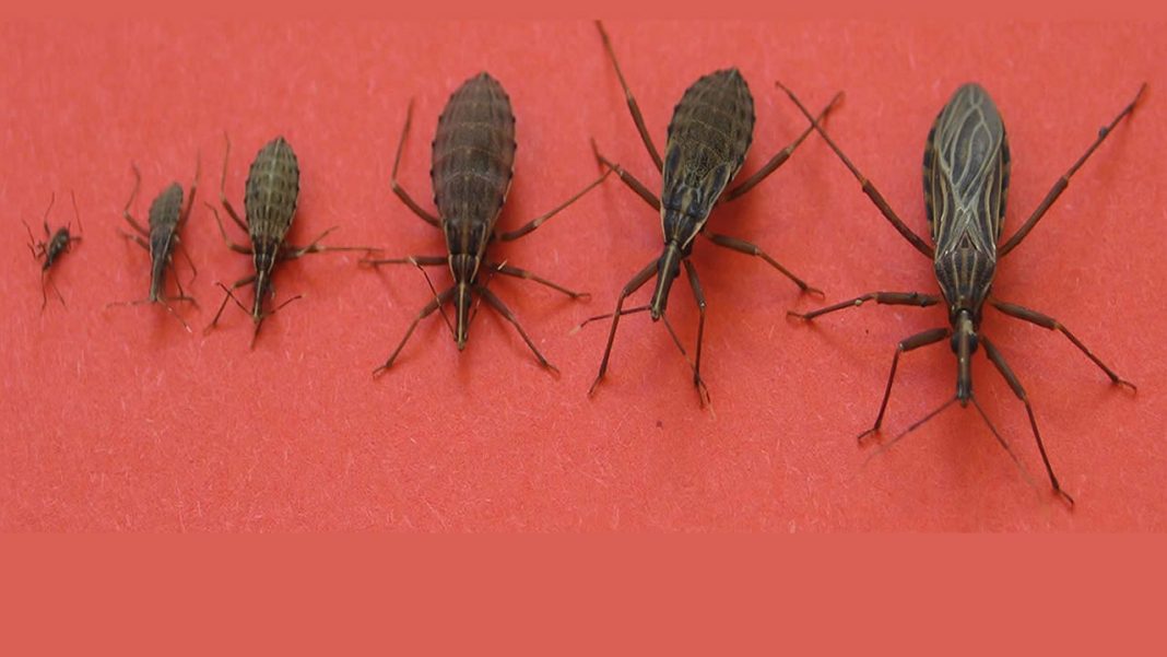 Mal de Chagas, la enfermedad parasitaria tiene en alerta a los médicos ...
