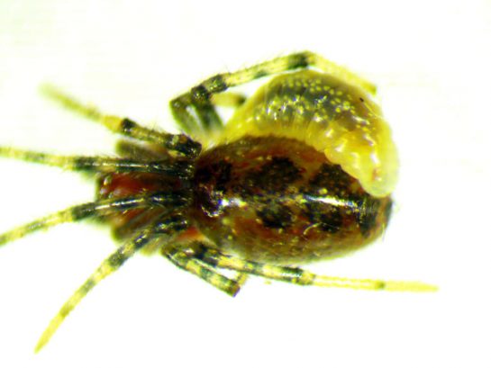 Nueva especie de avispa parasitaria convierte a las arañas en zombies ...