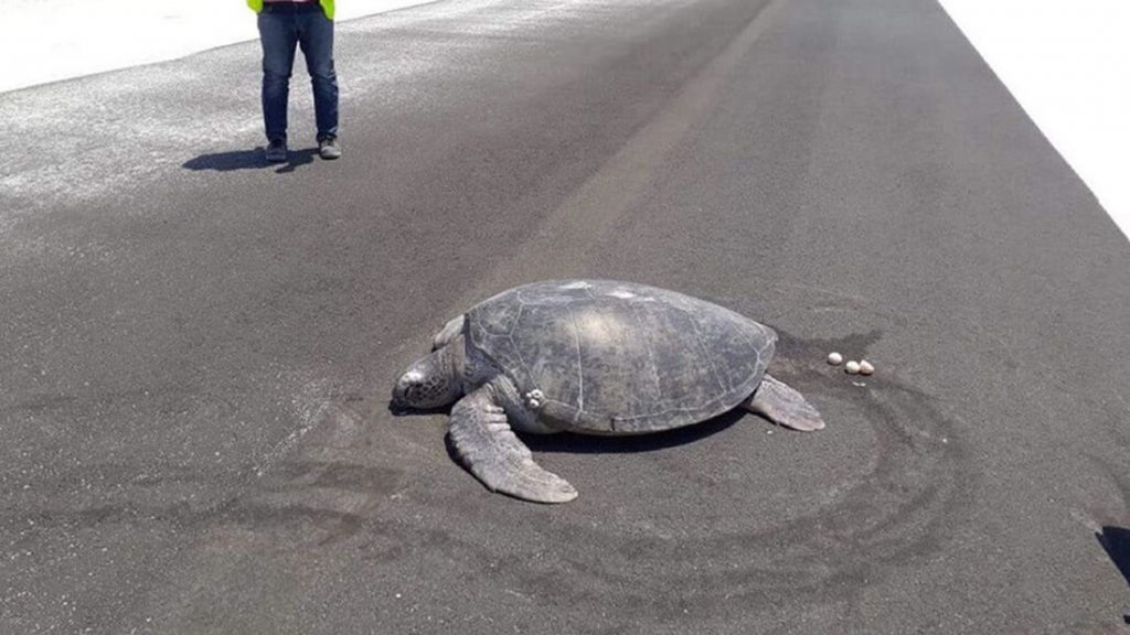 Hallan en las Islas Galápagos 30 tortugas híbridas de dos especies ...