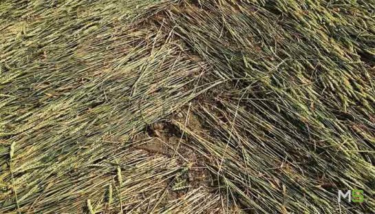 Crop Circles ¿Qué hay detrás de los círculos de cultivos? – Mystery Science