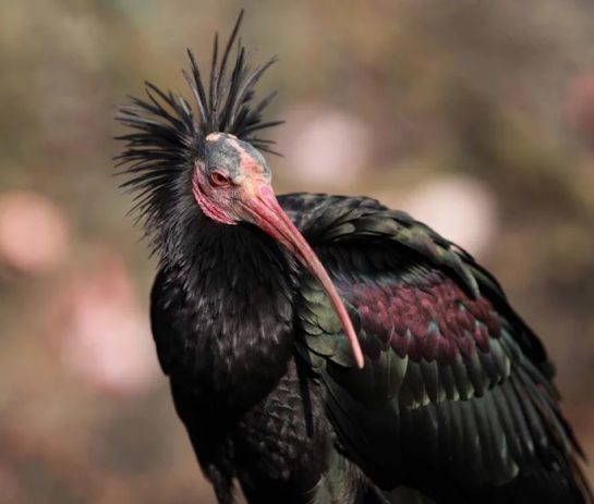 Descubren el origen de millones de aves sacrificadas en el Antiguo ...