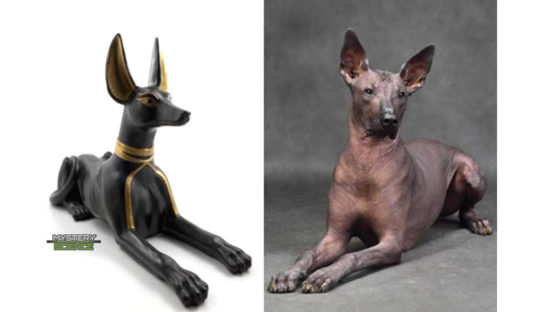 Anubis y Xólotl guardianes en la muerte y el más allá – Mystery Science