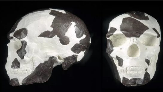 Científicos revelan que la datación del fósil más antiguo del homo ...