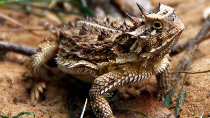 El curioso reptil que se defiende lanzando sangre por los ojos ...