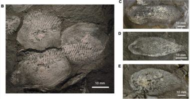 Hallan fósil de una nueva especie de pez gigante que devoraba a ...