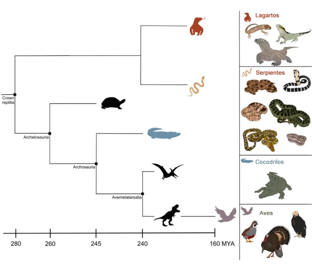 Descubren que una hembra de cocodrilo se reprodujo sin un macho por primera vez – Mystery Science