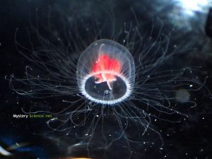 La ‘medusa inmortal’: el único animal que puede revertir su ...
