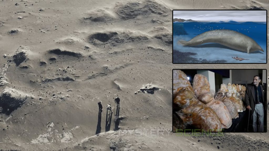 Una colosal ballena antigua pudo ser el animal más pesado que haya ...